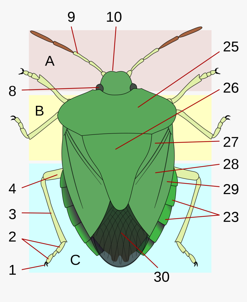 Anatomy Of A Shield, HD Png Download , Transparent Png Image - PNGitem