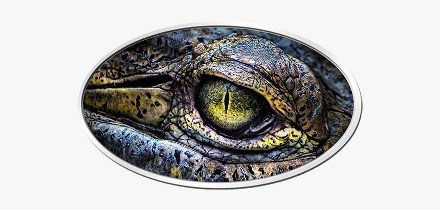 Niue 2013 2$ Croceye - Dollar Kaz Coin Eye, HD Png Download ...