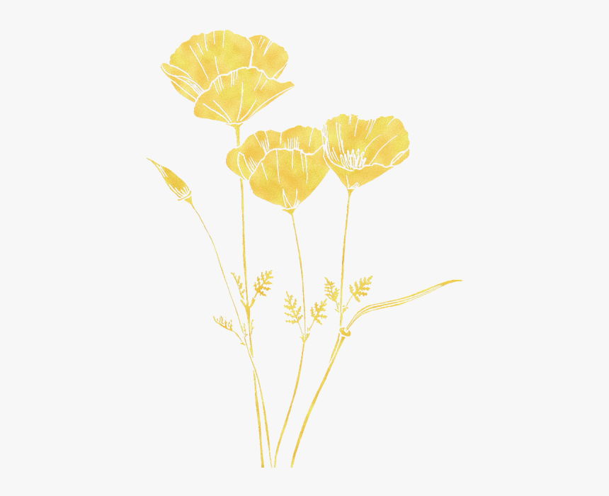 Golden Poppy Png, Transparent Png , Transparent Png Image - PNGitem