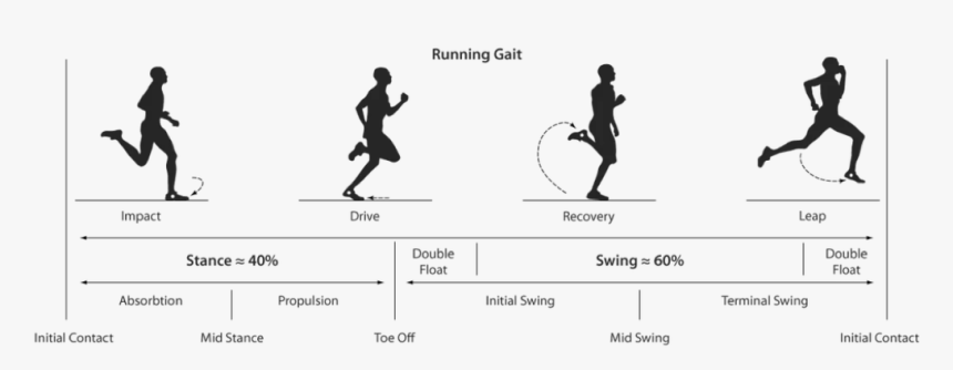 Phases Of Running Gait, HD Png Download , Transparent Png Image - PNGitem