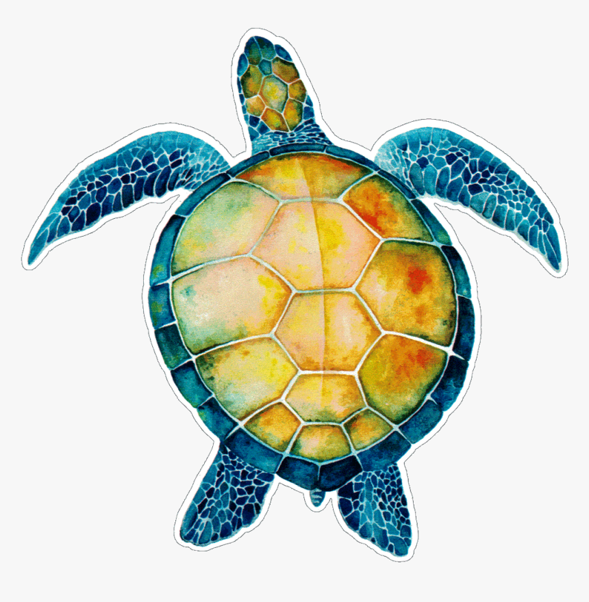 Turtle Rainbow Art, HD Png Download , Transparent Png Image - PNGitem