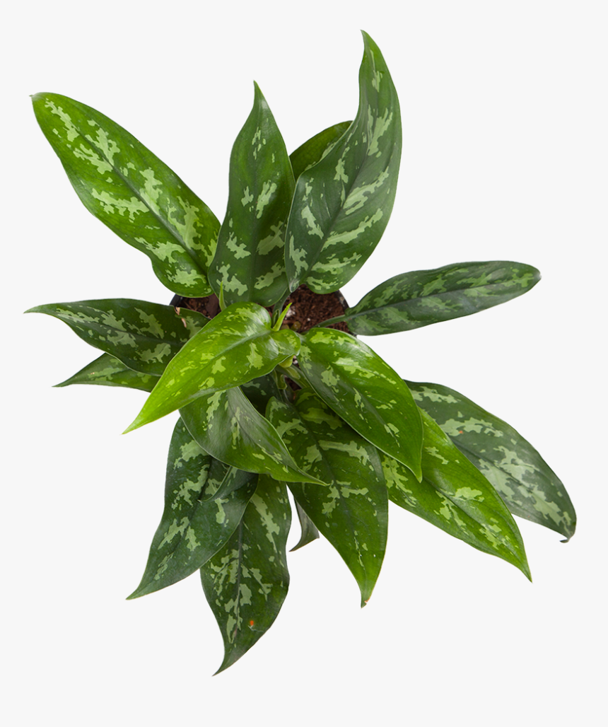 Chinese Evergreen Maria - Houseplant, HD Png Download , Transparent Png ...