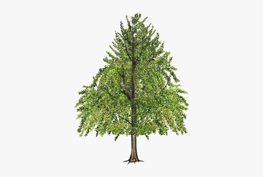 Sweet Gum Tree Png, Transparent Png , Transparent Png Image - PNGitem