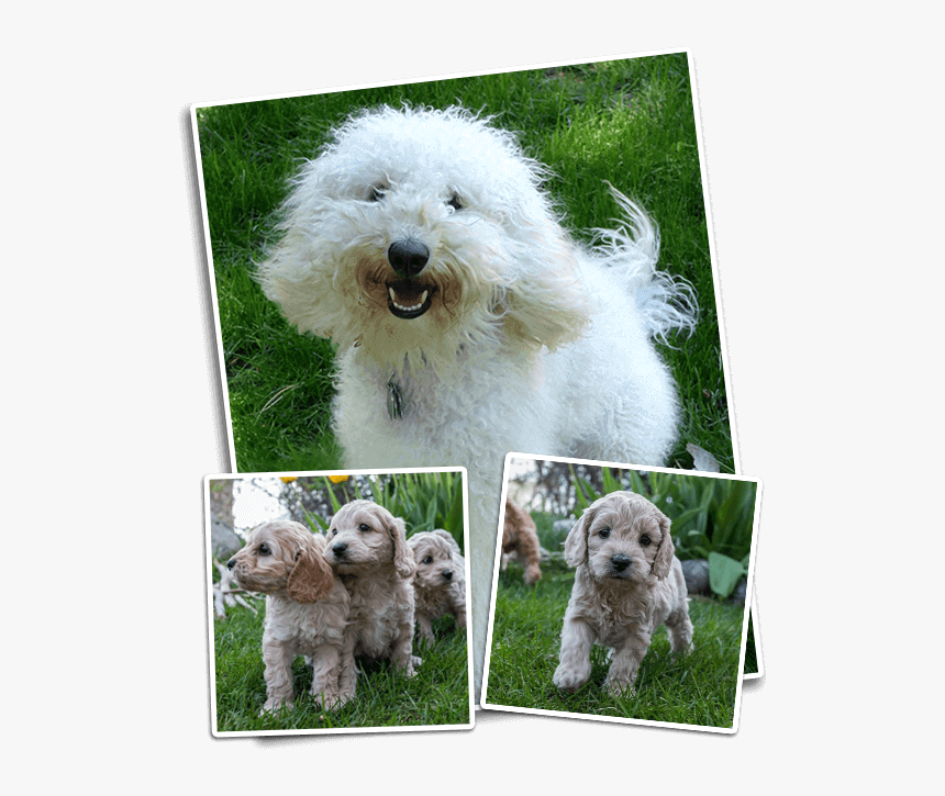 Perfect The Labradoodle In Colorado - Labradoodle, HD Png Download ...