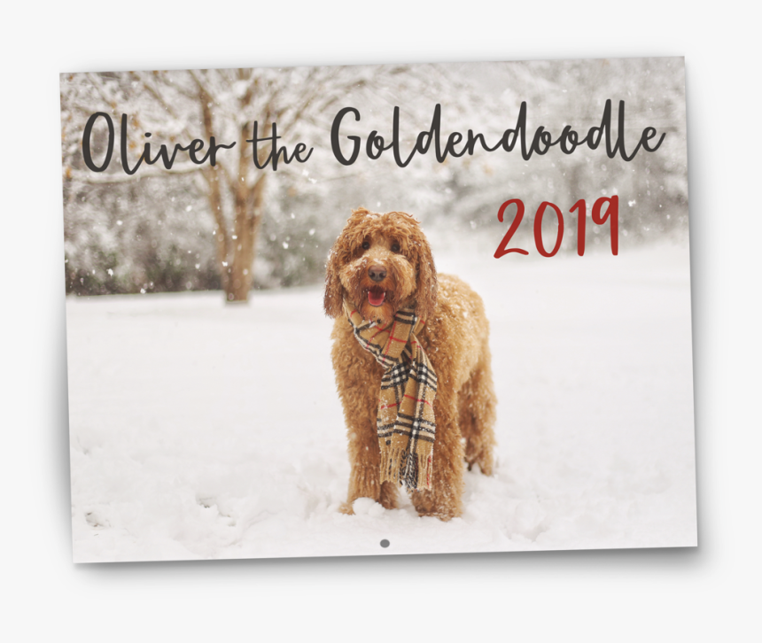 Oliver The Goldendoodle 2019 Wall Calendar - Cocker Spaniel, HD Png ...
