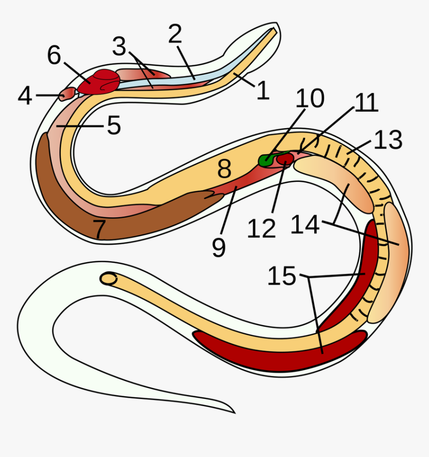 Snake Anatomy, HD Png Download , Transparent Png Image - PNGitem