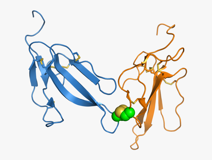 Α Cobratoxin, HD Png Download , Transparent Png Image - PNGitem