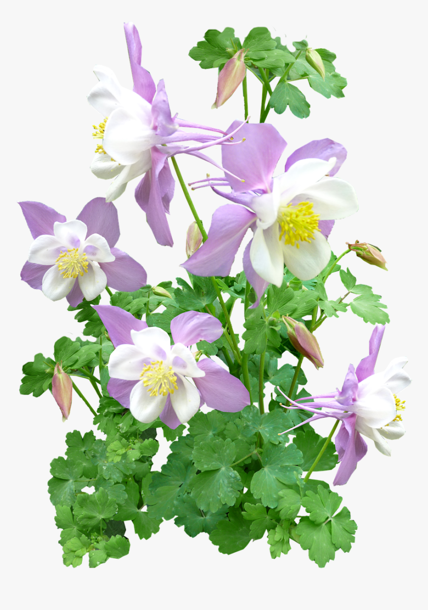 Pink Flower Plant Garden Free Photo - Portable Network Graphics, HD Png ...