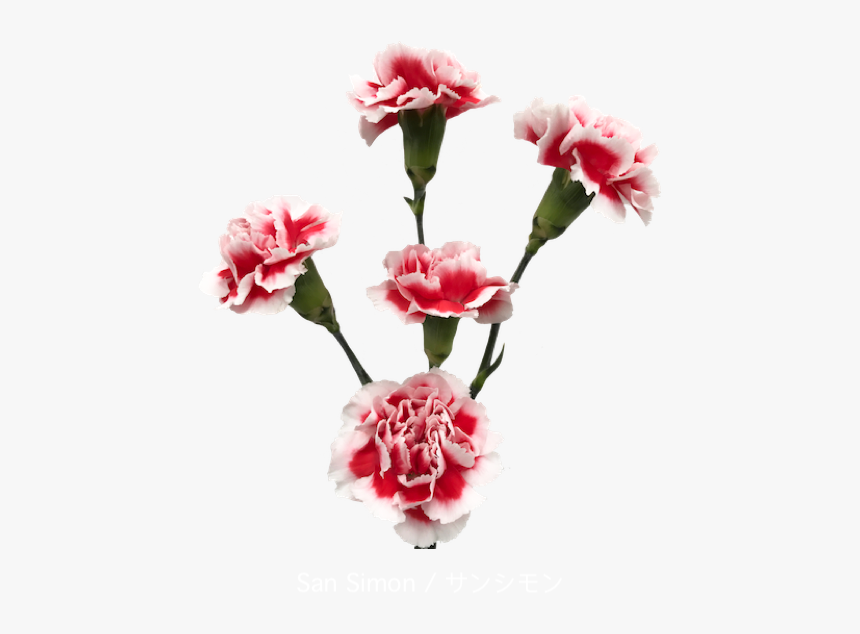 Colibri Flowers Minicarnation Sansimon, Grower Of Carnations, - Garden ...