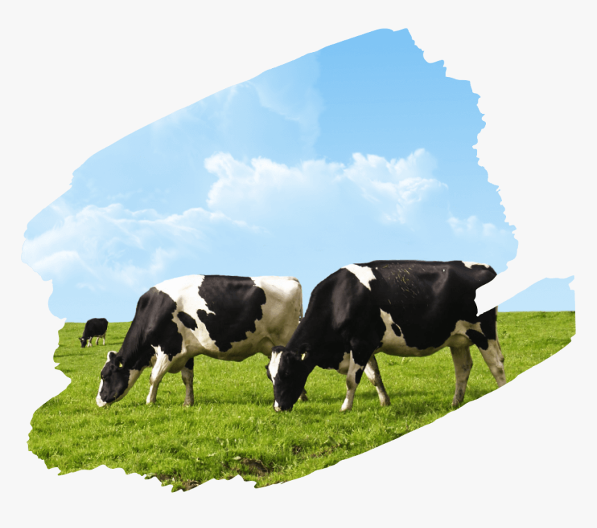 Livestock Farm Png, Transparent Png , Transparent Png Image - PNGitem
