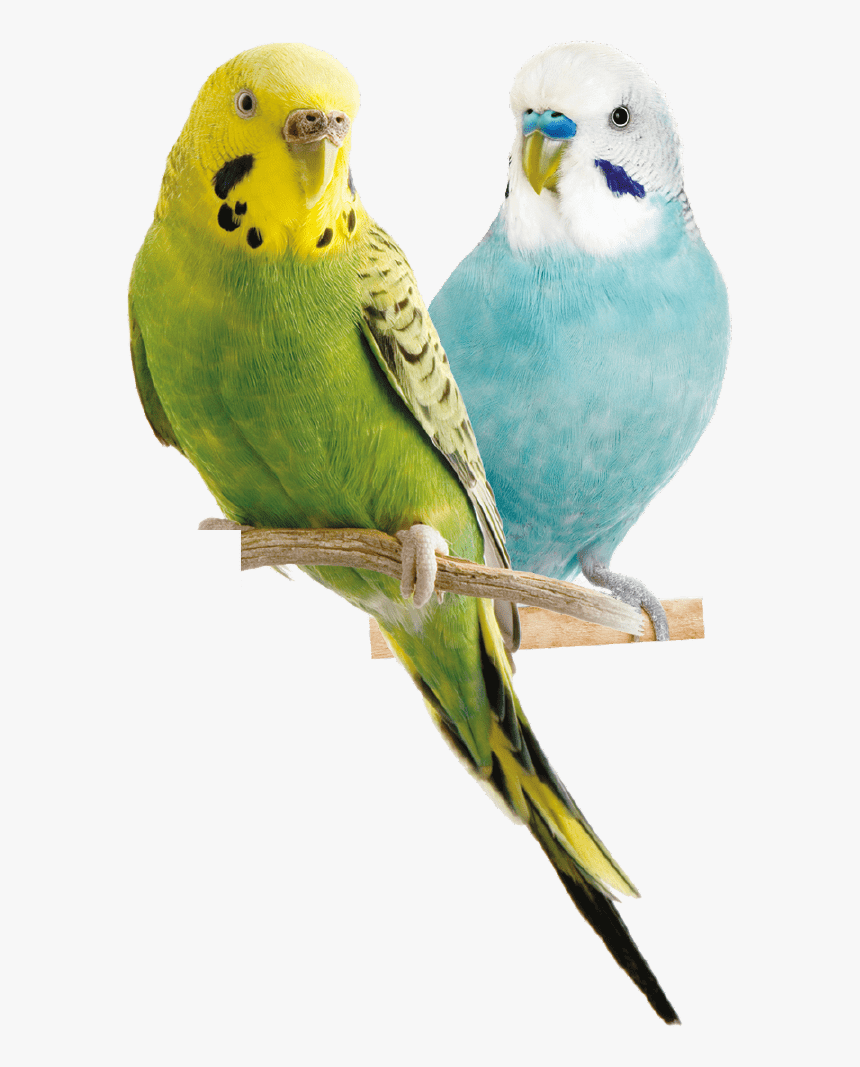 Parrot - Parakeet Png, Transparent Png , Transparent Png Image - PNGitem