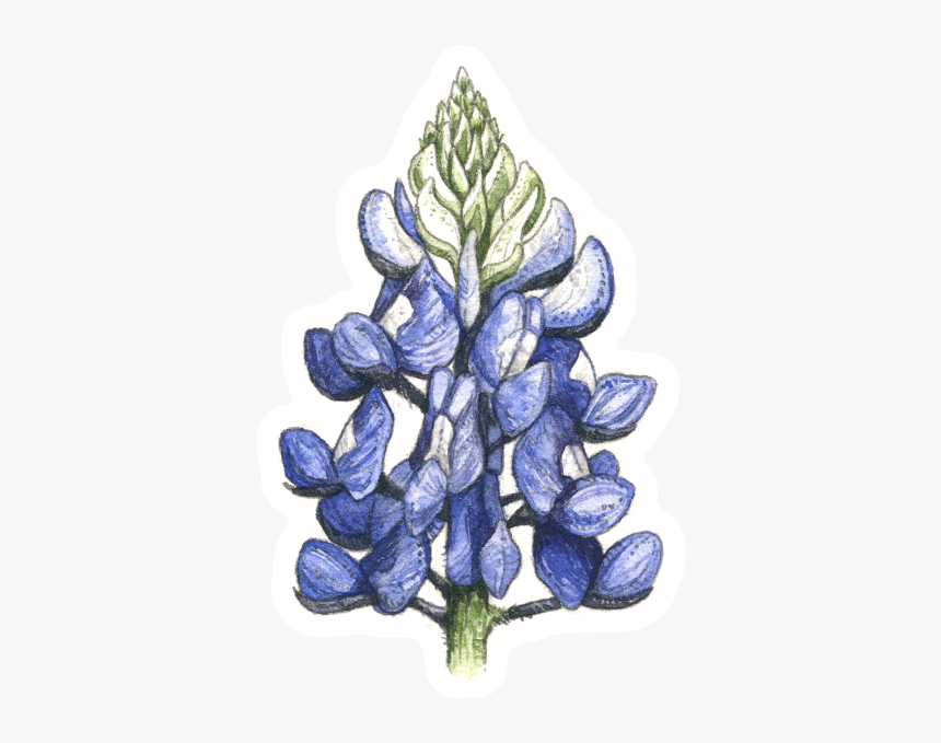 Texas Bluebonnet, HD Png Download , Transparent Png Image - PNGitem