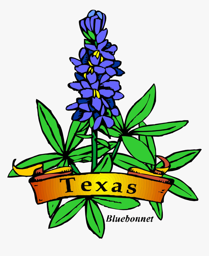 Bluebonnet Vector Cartoon - Drawing Texas State Flower, HD Png Download ...