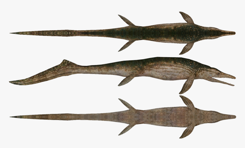 Ichthyosaur Transparent Png - Cymbospondylus Png, Png Download ...