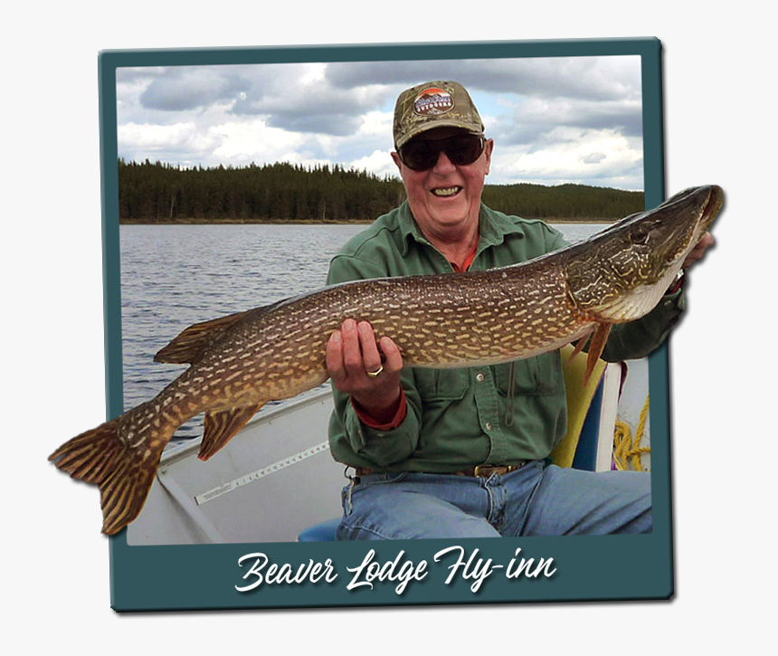 Pike Png, Transparent Png , Transparent Png Image - PNGitem