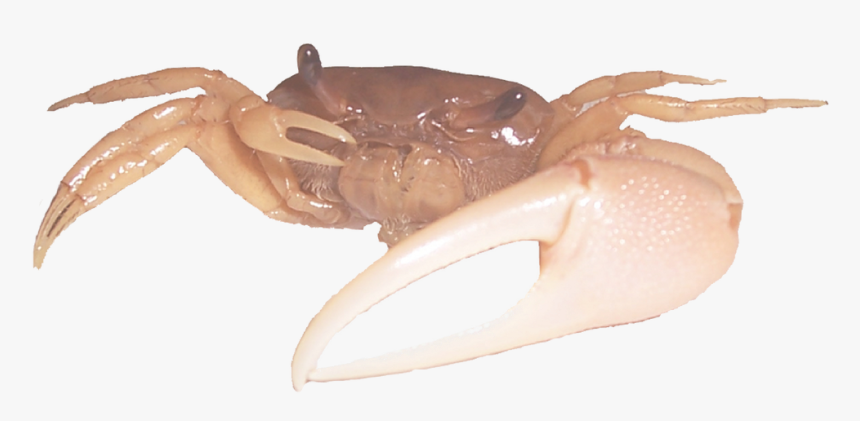 Fiddler Crab, HD Png Download , Transparent Png Image - PNGitem