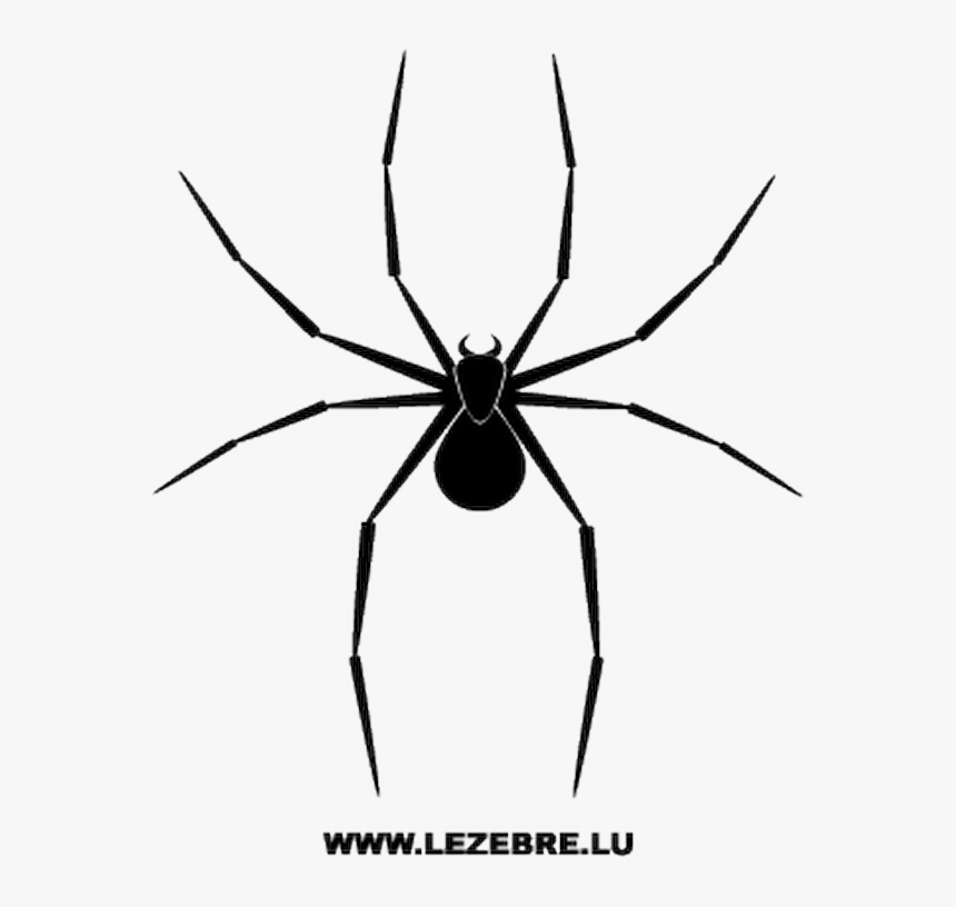 Spider Vector, HD Png Download , Transparent Png Image - PNGitem