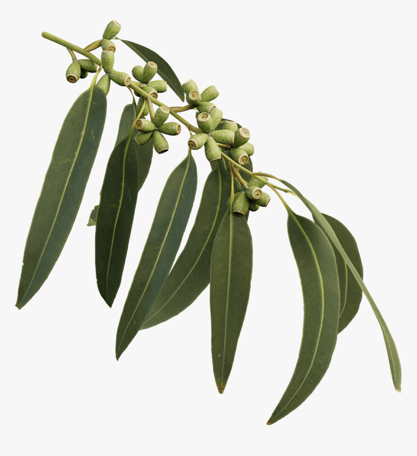 Transparent Gum Tree Png, Png Download , Transparent Png Image - PNGitem