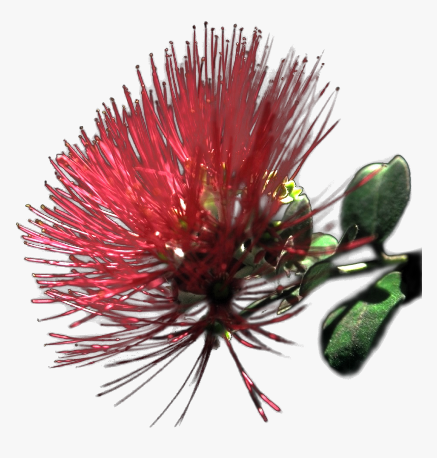 Images, HD Png Download , Transparent Png Image - PNGitem