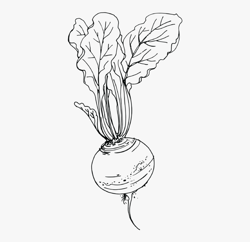 Beetroot Drawing