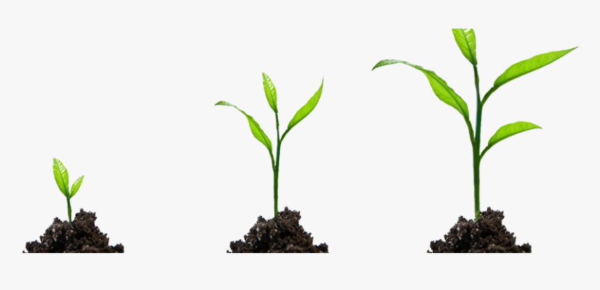 Sprout Png, Transparent Png , Transparent Png Image - PNGitem