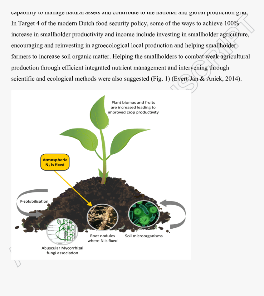 Plant Soil Microbe Interaction, HD Png Download , Transparent Png Image ...