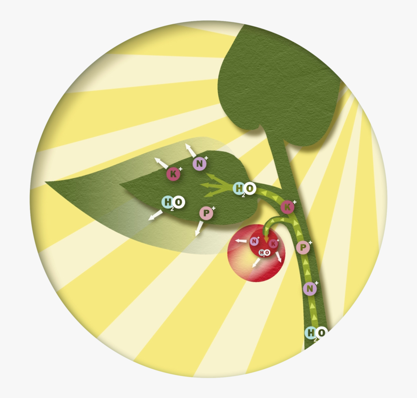 Upper Plant Growth - Circle, HD Png Download , Transparent Png Image ...