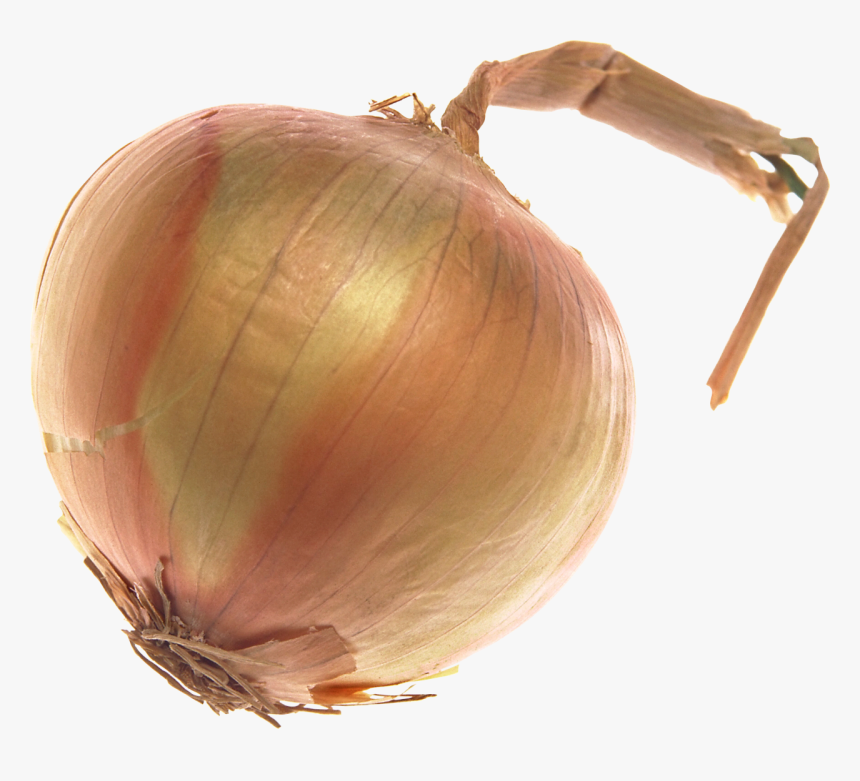 Transparent Background Transparent Onion, HD Png Download , Transparent ...