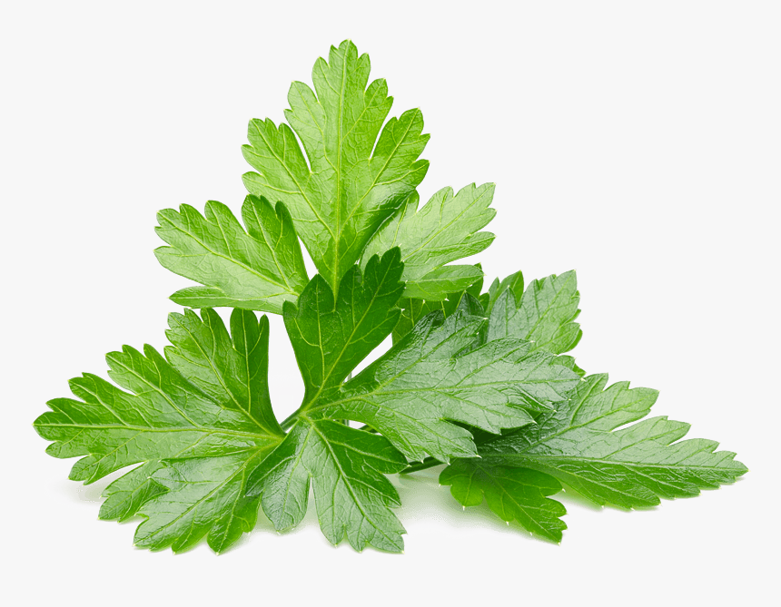 Cilantro Leaves, HD Png Download , Transparent Png Image - PNGitem