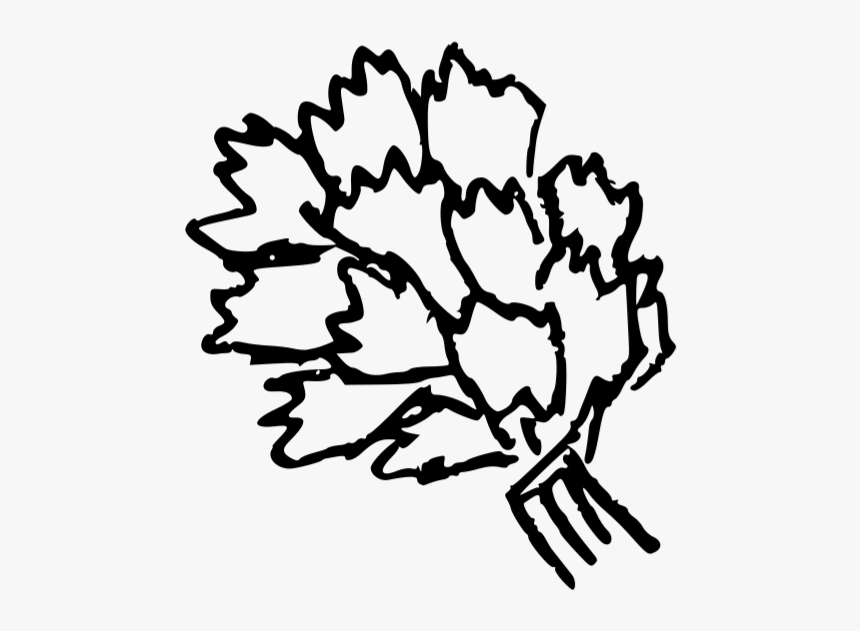 Doodle-cilantro - Drawing, HD Png Download , Transparent Png Image ...