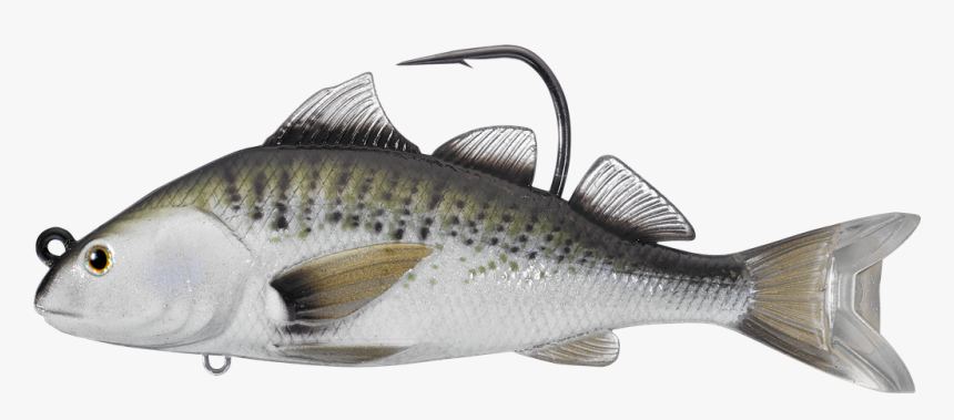 Spotted Weakfish, HD Png Download , Transparent Png Image - PNGitem
