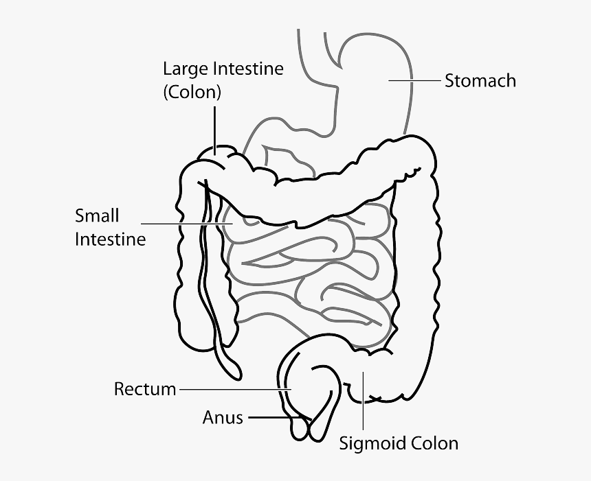 Gut Thyroid Connection - Caliber Of Small Intestine, HD Png Download ...