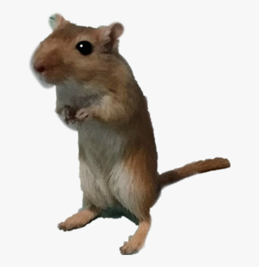 #gerbil - Mouse, HD Png Download , Transparent Png Image - PNGitem
