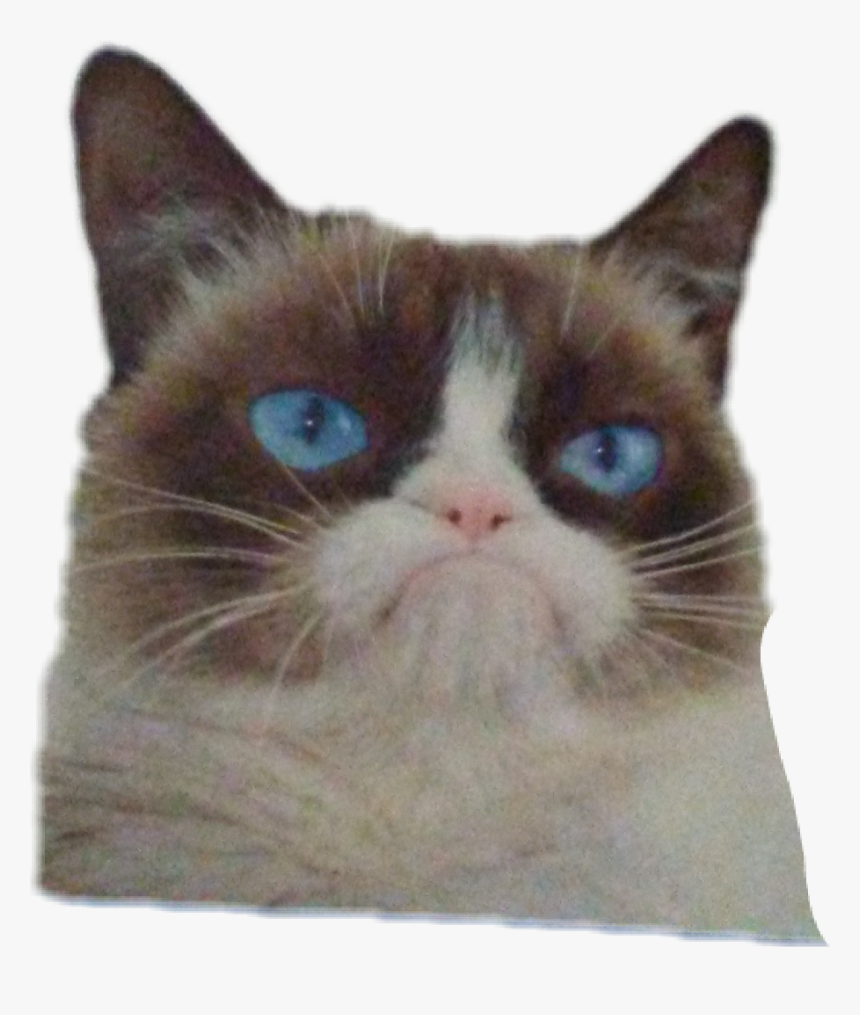 Grumpy Cat Face Transparent Background PNG Mart | atelier-yuwa.ciao.jp