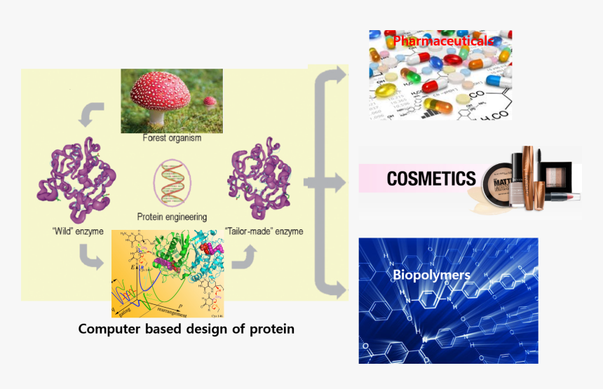 Enzyme Png, Transparent Png , Transparent Png Image - PNGitem