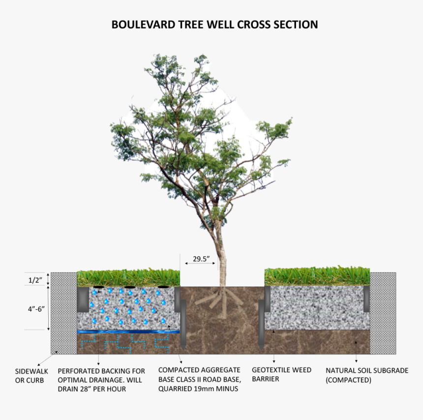 Boulevard Tree Well Cross Section The Art Of Synthetic - Small Pine ...