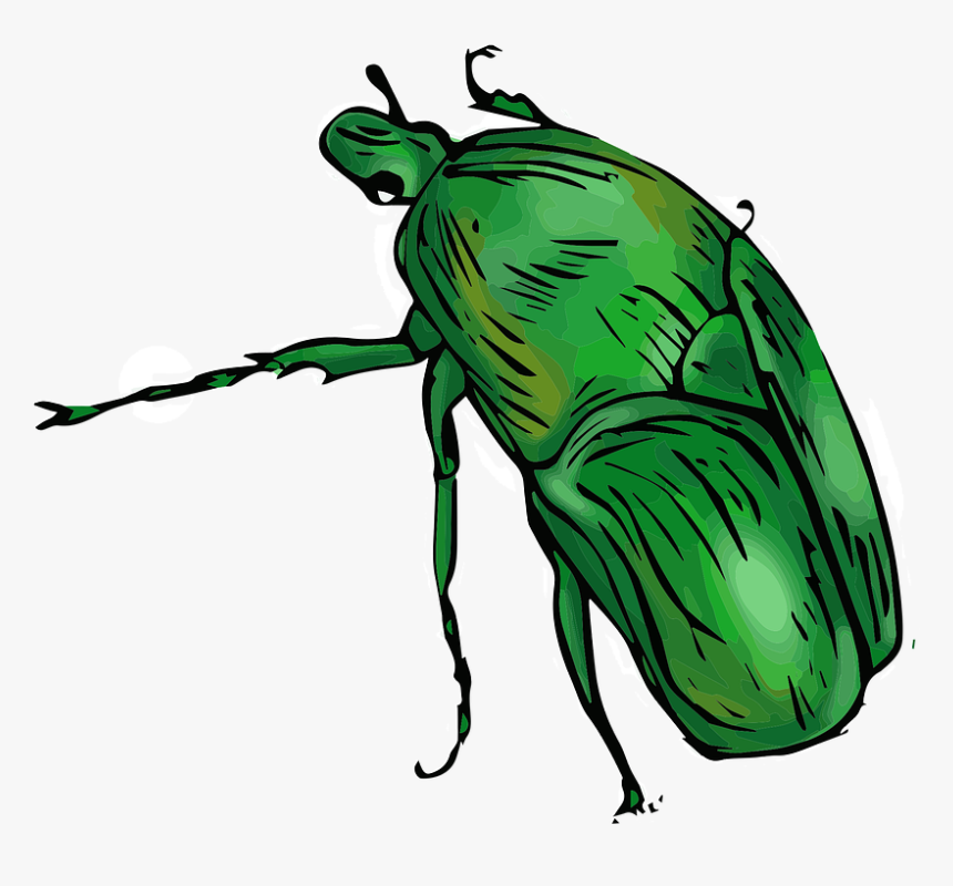 Weevil, HD Png Download , Transparent Png Image - PNGitem