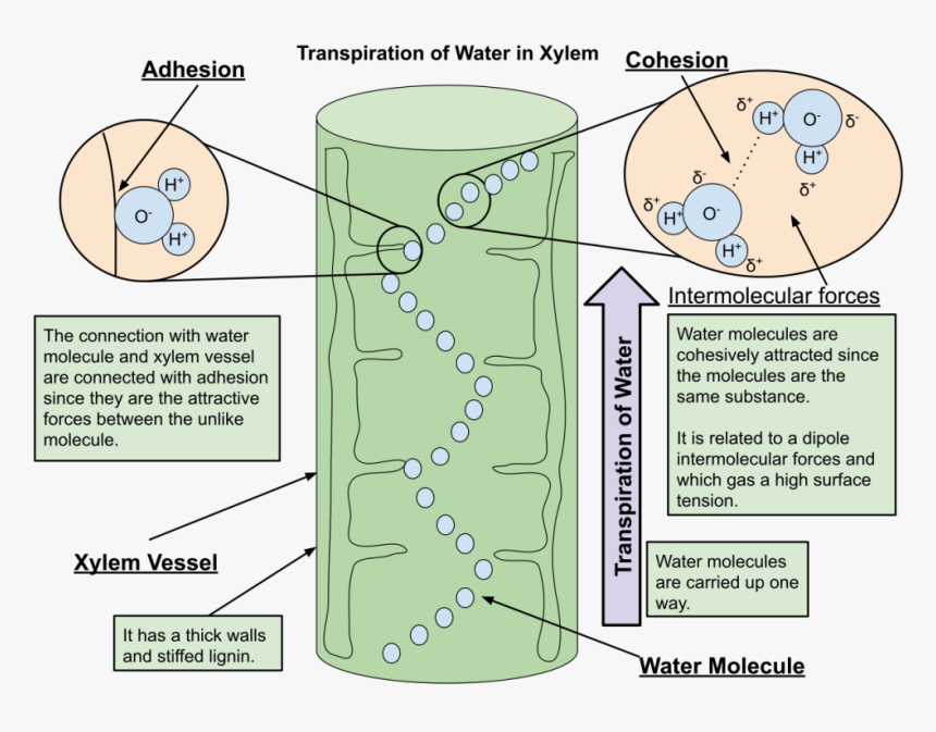 Adhesion In Xylem, HD Png Download , Transparent Png Image - PNGitem