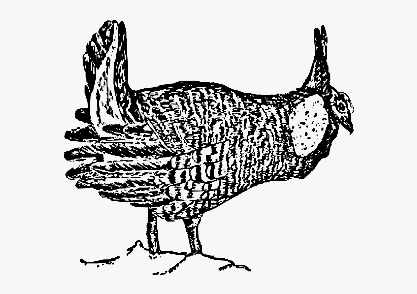 Prairie Chicken Drawing - Greater Prairie Chicken Drawing, HD Png ...