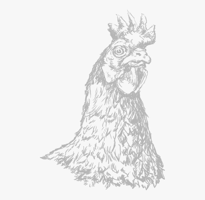 Chicken Drawing White - Sketch, HD Png Download , Transparent Png Image ...