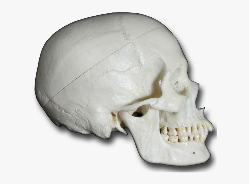 Skull, HD Png Download , Transparent Png Image - PNGitem