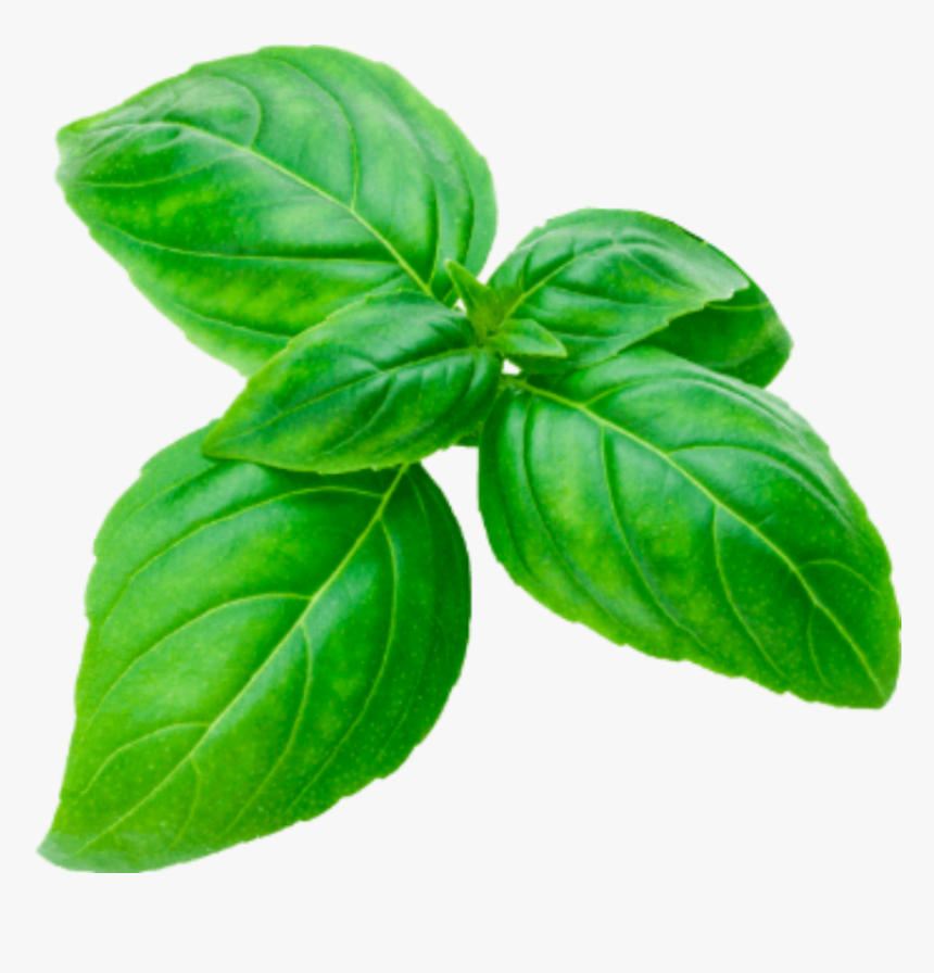 #basil #sprig #cutout #herbs #basilsprig #green #basilikum - Basil Png ...