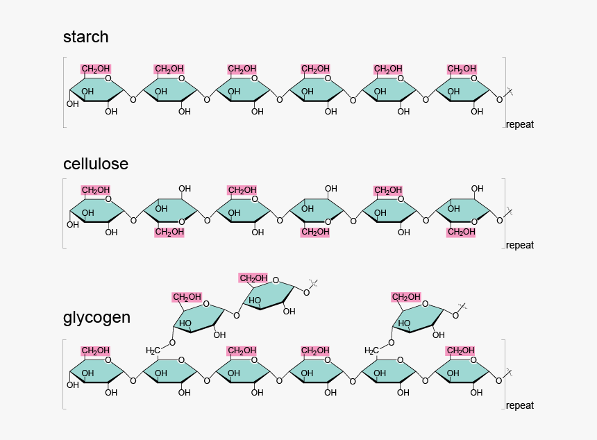 Polysaccharides Cellulose