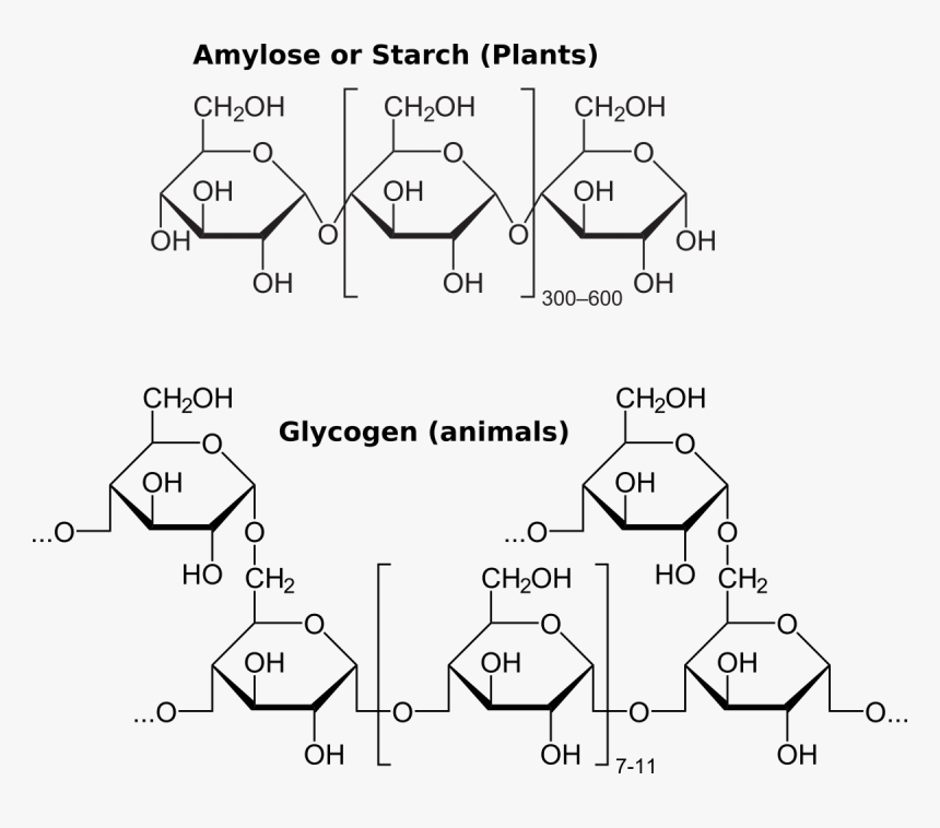 Starch Polymer Glycogen Polymer, HD Png Download , Transparent Png ...