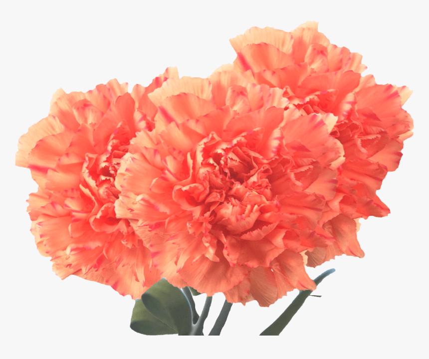 Carnation, HD Png Download , Transparent Png Image - PNGitem