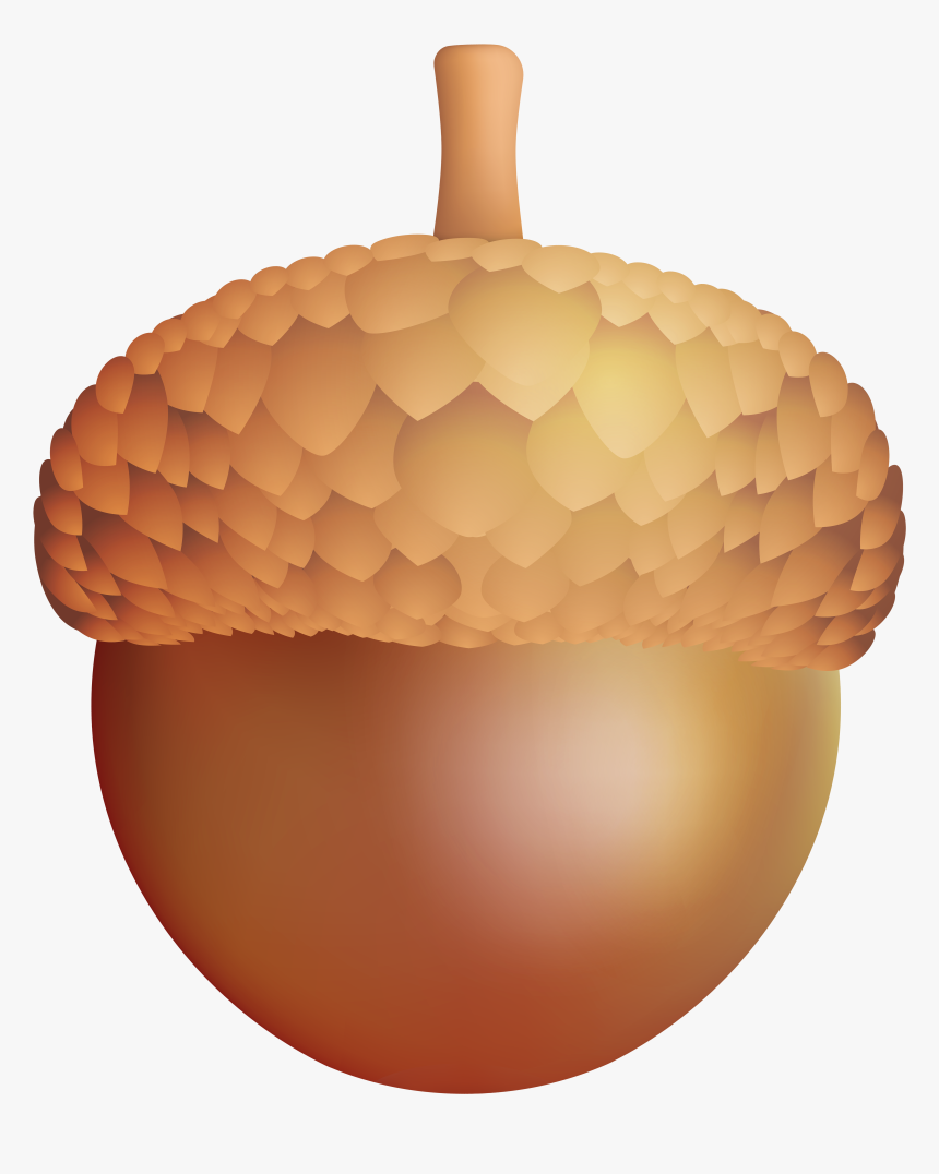 Acorn Shell Clipart Transparent Background Acorn Clipart- - Acorn ...