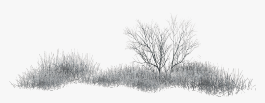 #grass #winter #wintergrass #terrieasterly - Grass, HD Png Download ...
