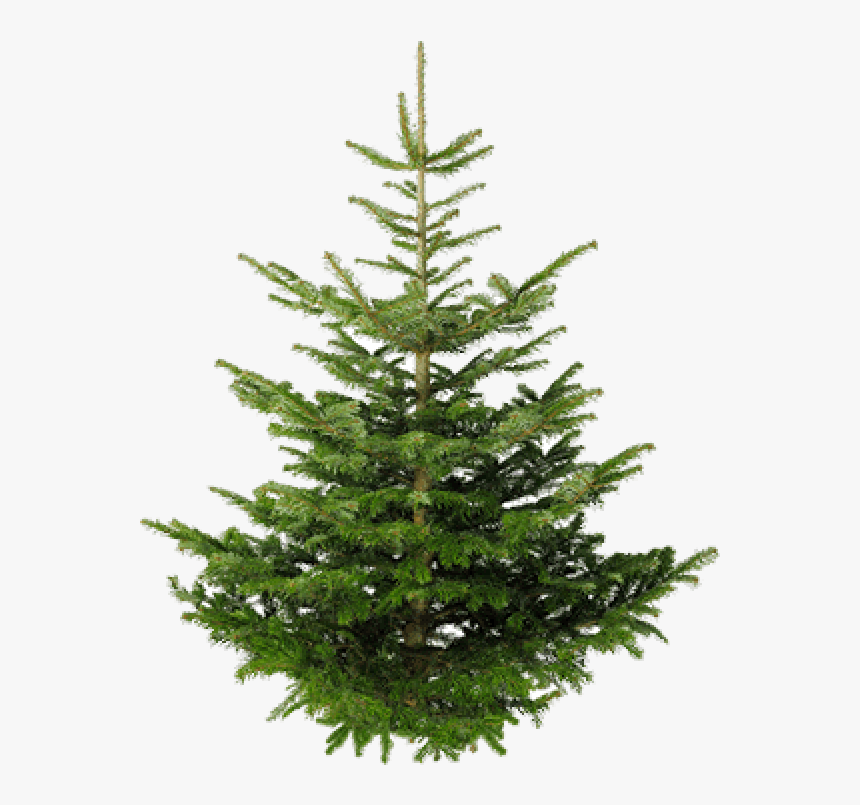 Fir Tree Free Png Image Download - Transparent Green Trees, Png ...