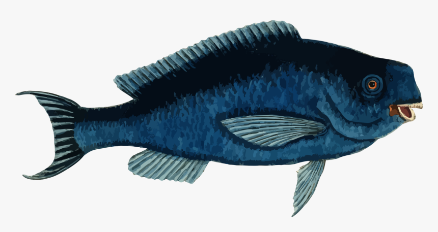Marine Biology,electric Blue,fin, HD Png Download , Transparent Png ...