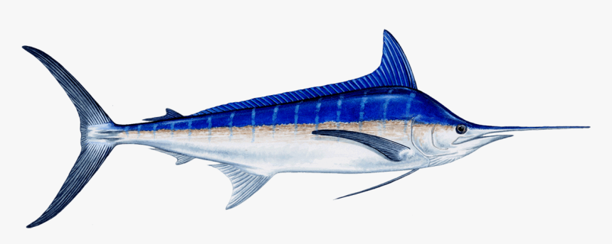 Fish Marlin , Png Download - Blue Marlin Fish Transparent, Png Download ...